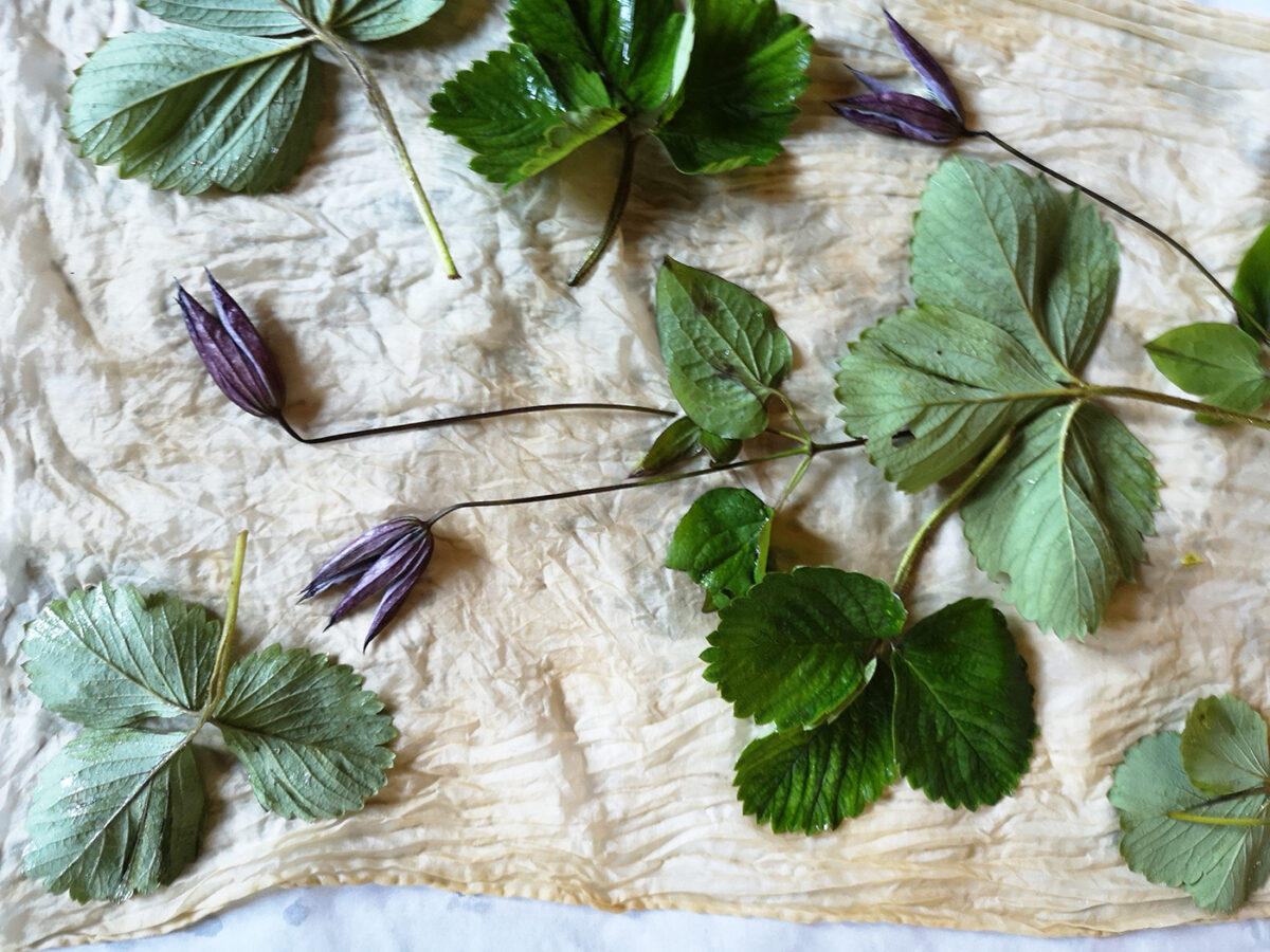 Ecoprinting – taimedega värvimine, naturaalsed värvid | AgniFELT